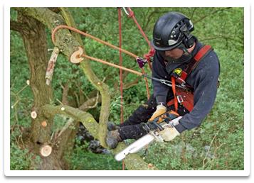 Tree Surgery